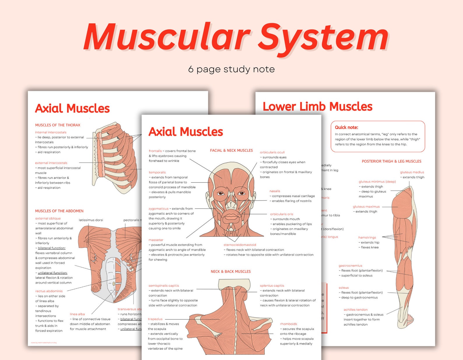 Muscular System Anatomy Notes: Muscle Diagrams Study Guide (PDF) - Etsy