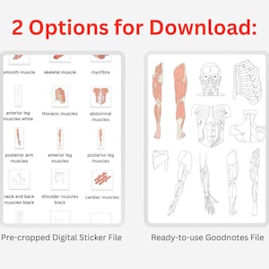 Muscular System Stickers ~ Digital Muscle Goodnotes Stickers for Notes ...