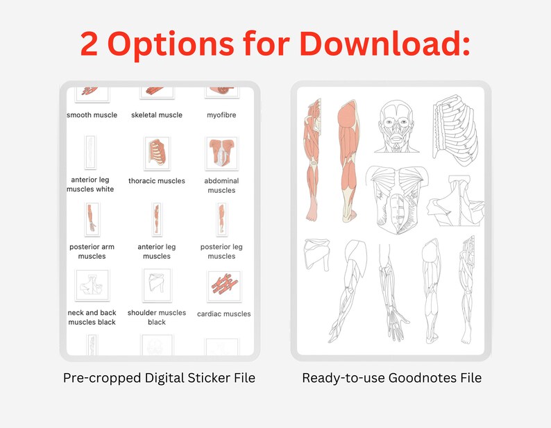 Muscular System Stickers ~ Digital Muscle Goodnotes Stickers for Notes ...
