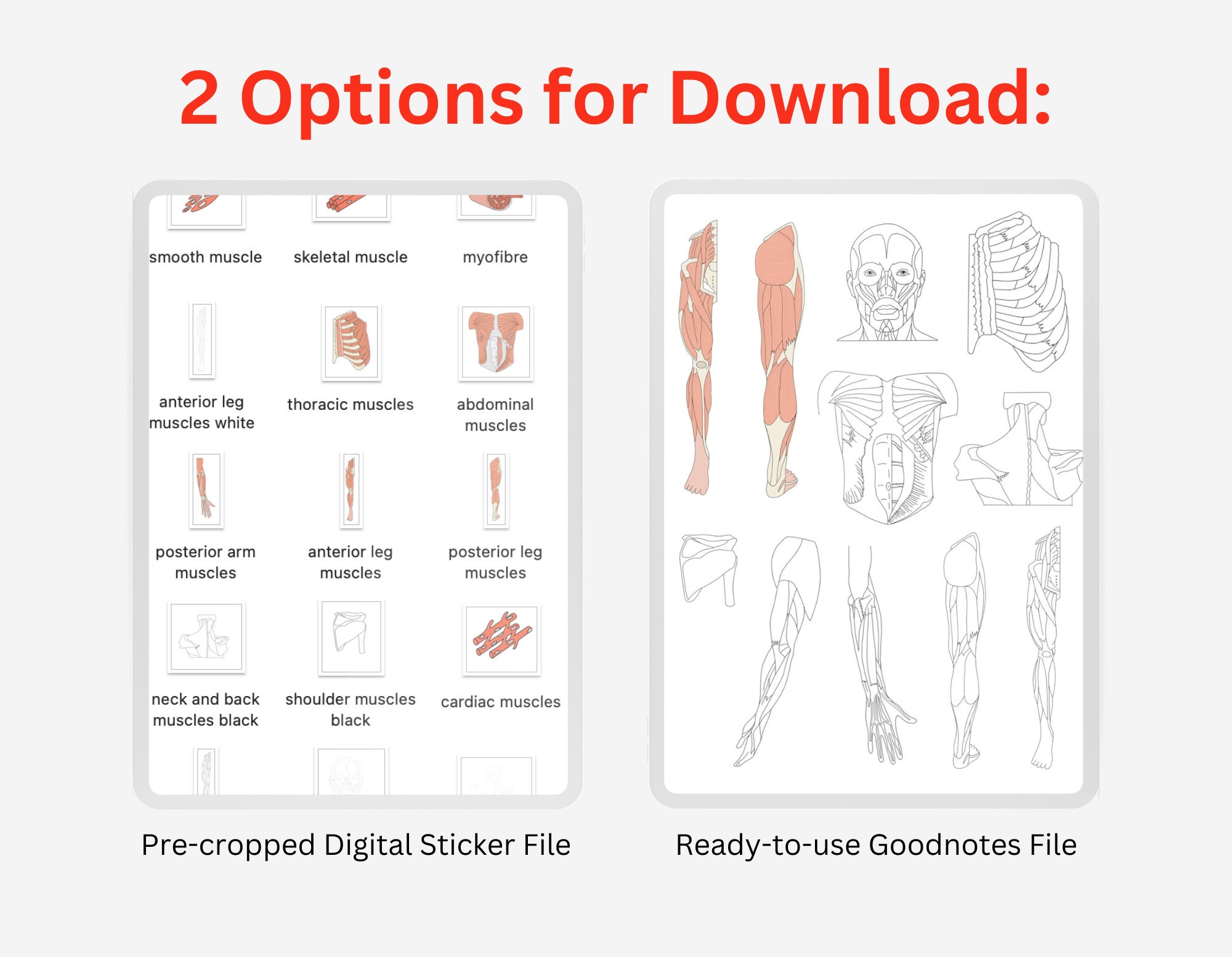 Muscular System Stickers ~ Digital Muscle Goodnotes Stickers for Notes ...