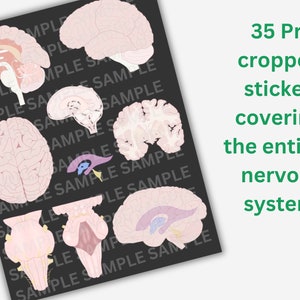 Nervous System Anatomy Stickers: Brain, Neurons, Spinal Cord (digital ...