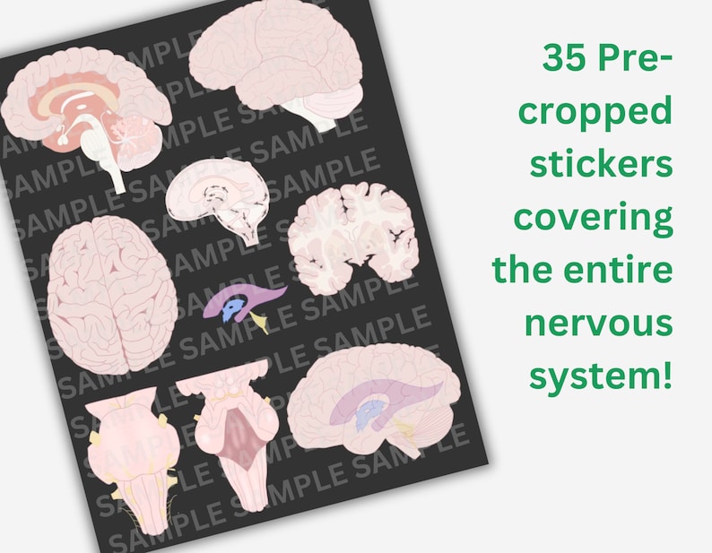 Nervous System Anatomy Stickers: Brain, Neurons, Spinal Cord (digital ...