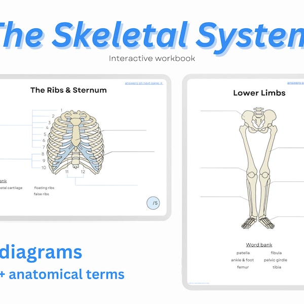 Anatomy Flashcards - Etsy