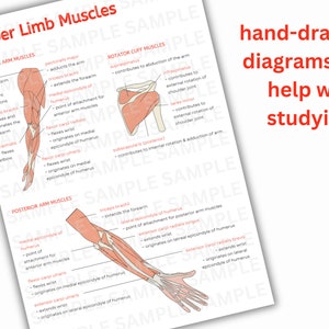 Muscular System Notes ~ Intro to Muscle Anatomy, Major Muscles Diagrams ...