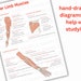 Muscular System Anatomy Notes: Muscle Diagrams Study Guide (PDF) - Etsy