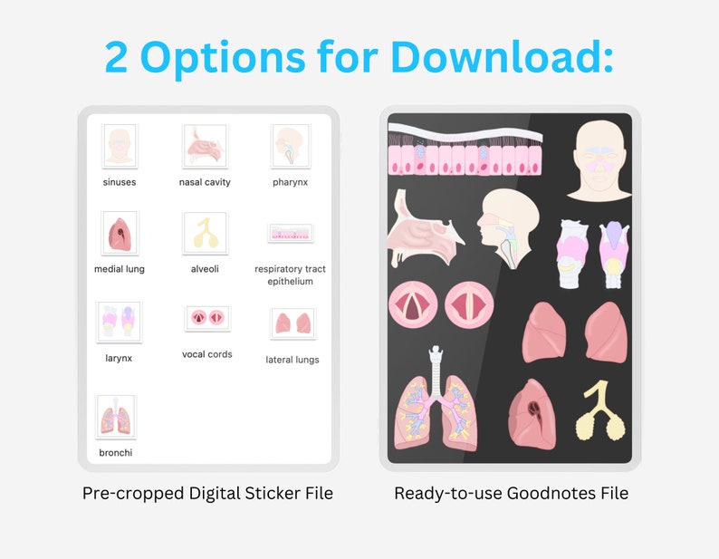 Respiratory System Digital Sticker Pack: Anatomy Note-taking (goodnotes ...