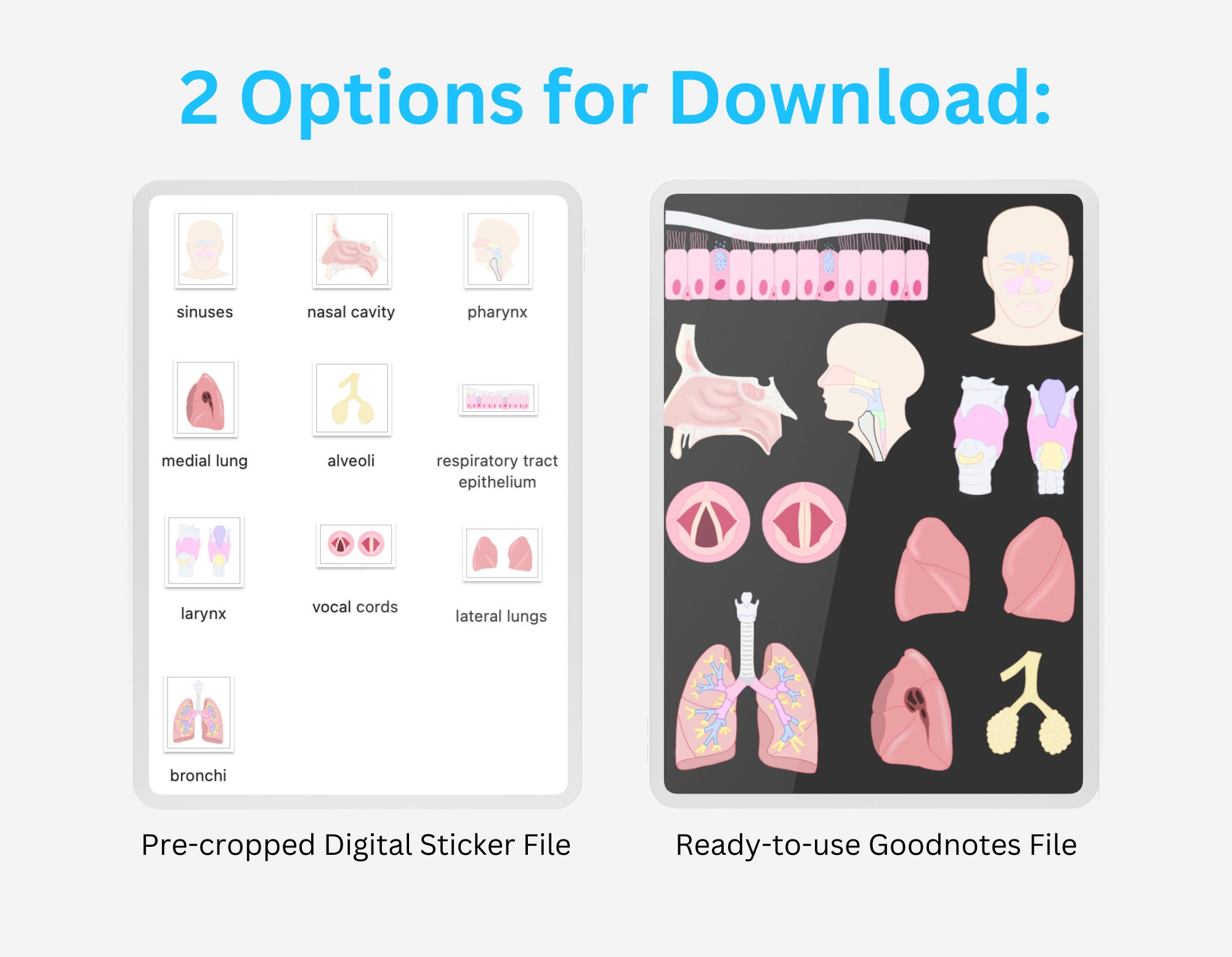 Respiratory System Digital Sticker Pack: Anatomy Note-taking (goodnotes ...