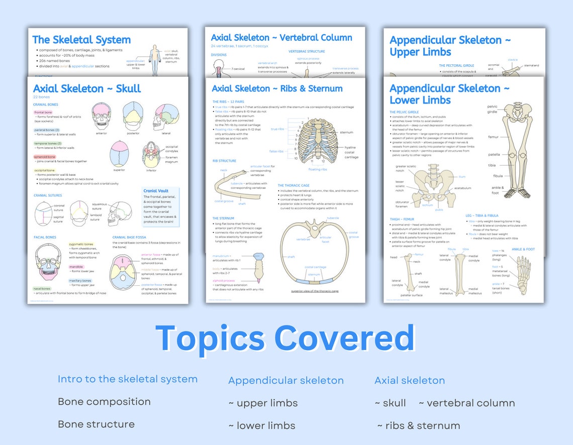 Skeletal System Notes: Anatomy Diagrams & Cheat Sheet (PDF) - Etsy