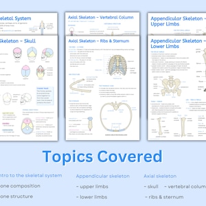 Skeletal System Notes: Anatomy Diagrams & Cheat Sheet (PDF) - Etsy
