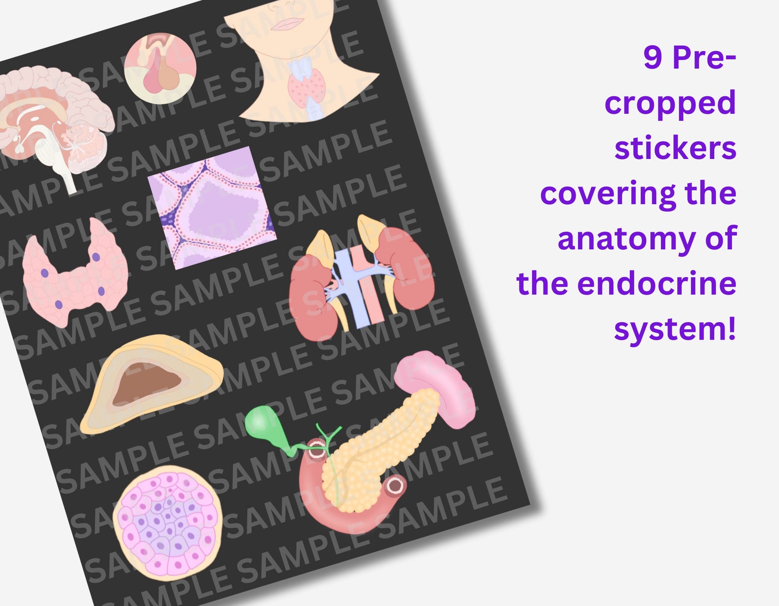 Endocrine System Digital Sticker Pack ~ Pre-crop Goodnotes Stickers for ...