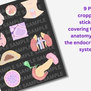 Endocrine System Digital Sticker Pack ~ Pre-crop Goodnotes Stickers for ...