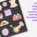 Endocrine System Digital Sticker Pack ~ Pre-crop Goodnotes Stickers for ...
