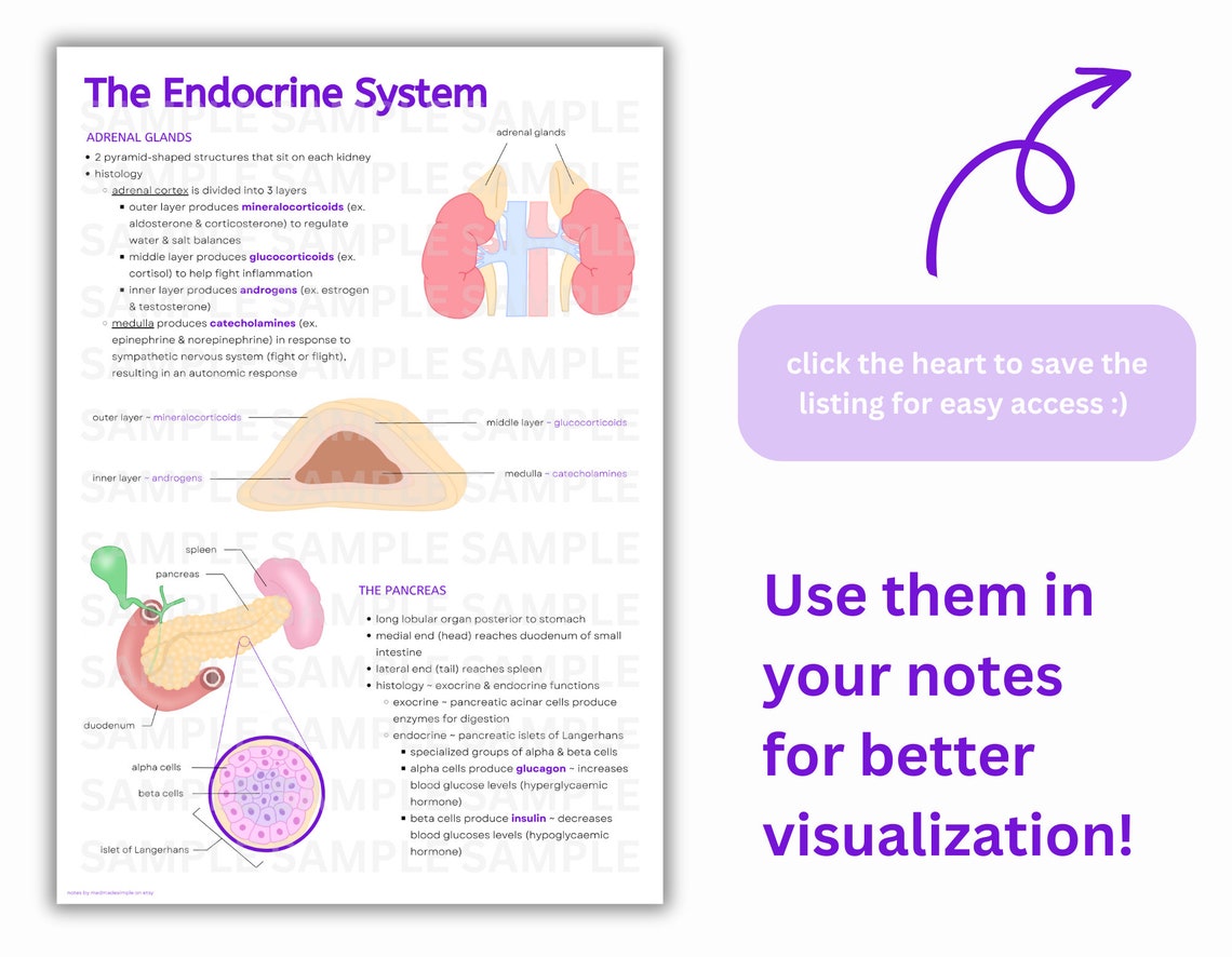 Endocrine System Digital Sticker Pack ~ Pre-crop Goodnotes Stickers for ...