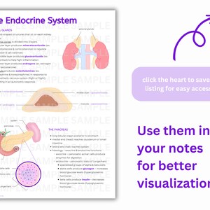 Endocrine System Digital Sticker Pack ~ Pre-crop Goodnotes Stickers for ...