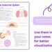 Endocrine System Digital Sticker Pack ~ Pre-crop Goodnotes Stickers for ...