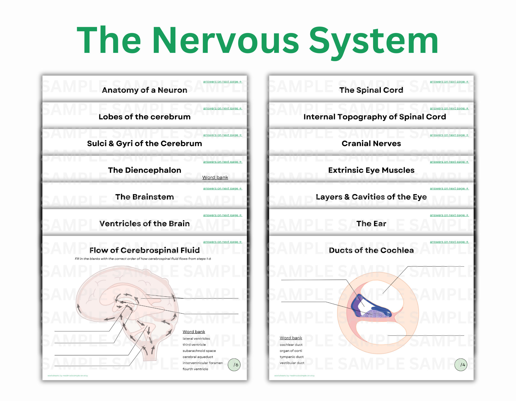 ANATOMY INTRO WORKBOOK ~ Anatomy Worksheets, Crosswords, Skeletal ...