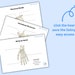 Skeletal System Workbook: Anatomy Practice Sheets (digital Download) - Etsy