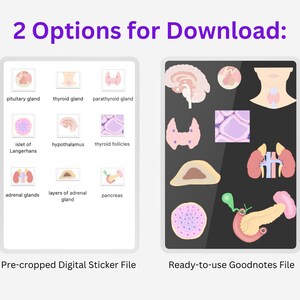 Endocrine System Digital Sticker Pack ~ Pre-crop Goodnotes Stickers for ...