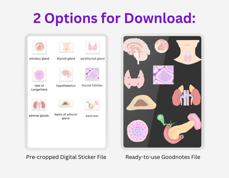 Endocrine System Digital Sticker Pack ~ Pre-crop Goodnotes Stickers for ...