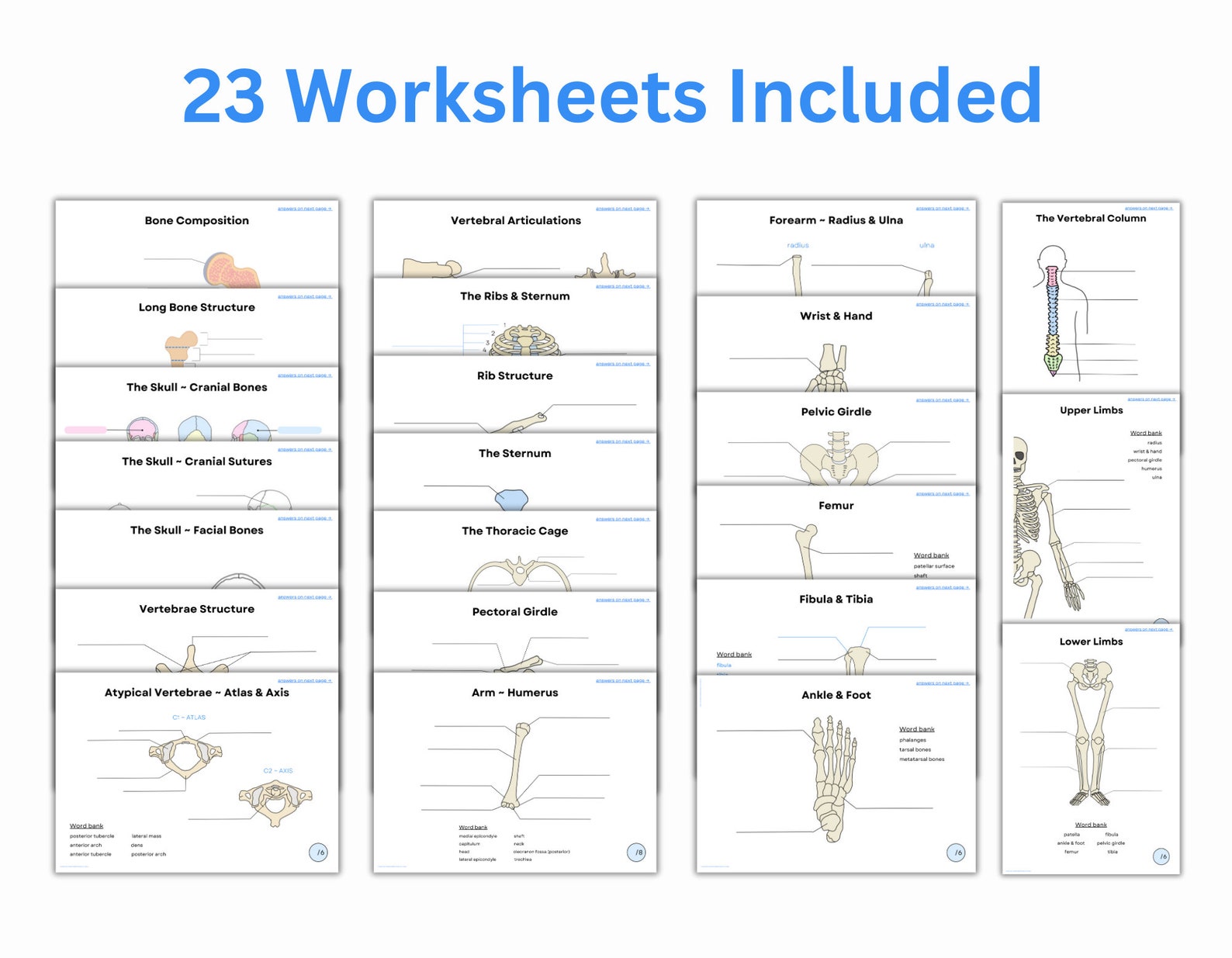 Skeletal System Workbook: Anatomy Practice Sheets (digital Download) - Etsy