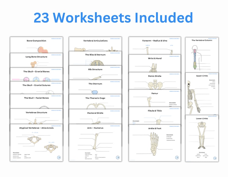 Skeletal System Workbook: Anatomy Practice Sheets (digital Download) - Etsy