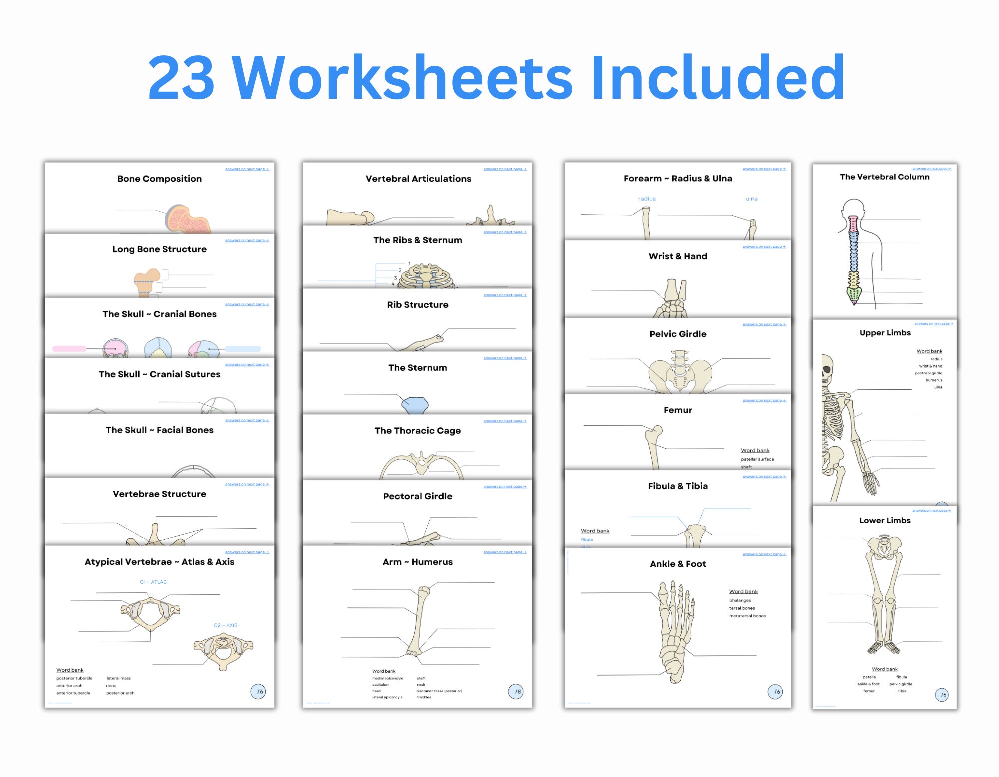 Skeletal System Workbook: Anatomy Practice Sheets (digital Download) - Etsy