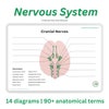 Endocrine System Note ~ Intro to Endocrine System Anatomy, Hormones ...