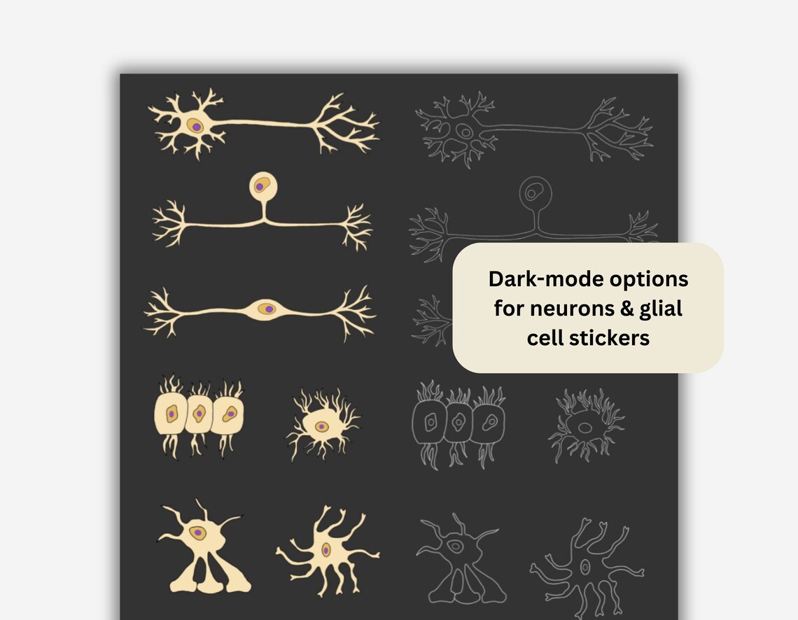 Nervous System Anatomy Stickers: Brain, Neurons, Spinal Cord (digital ...