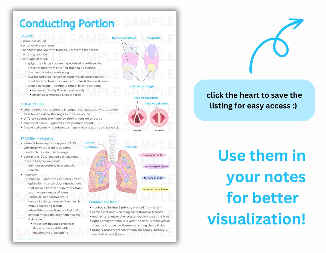 Respiratory System Digital Sticker Pack: Anatomy Note-taking (goodnotes ...