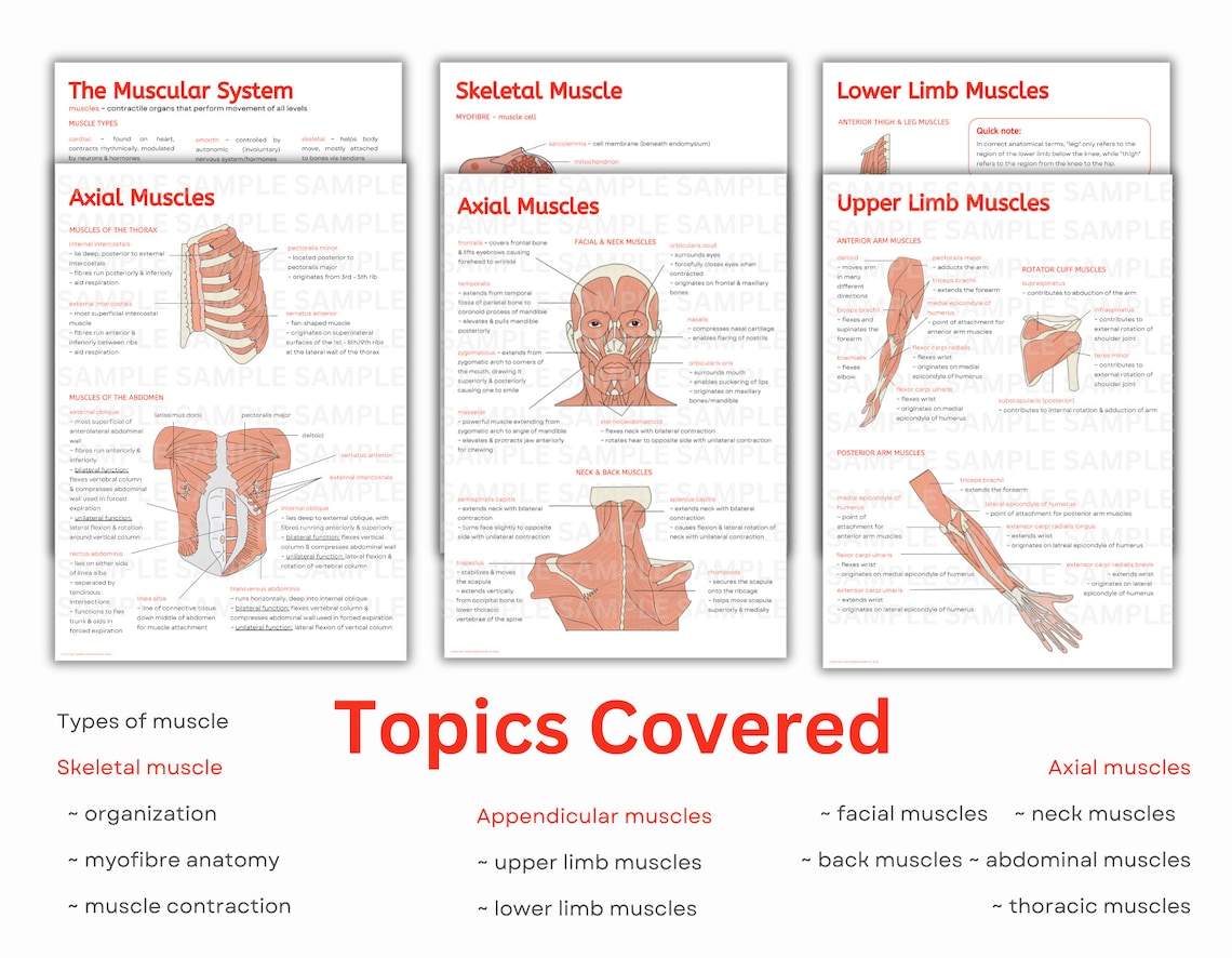 Muscular System Anatomy Notes: Muscle Diagrams Study Guide (PDF) - Etsy
