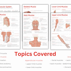 Muscular System Notes ~ Intro to Muscle Anatomy, Major Muscles Diagrams ...