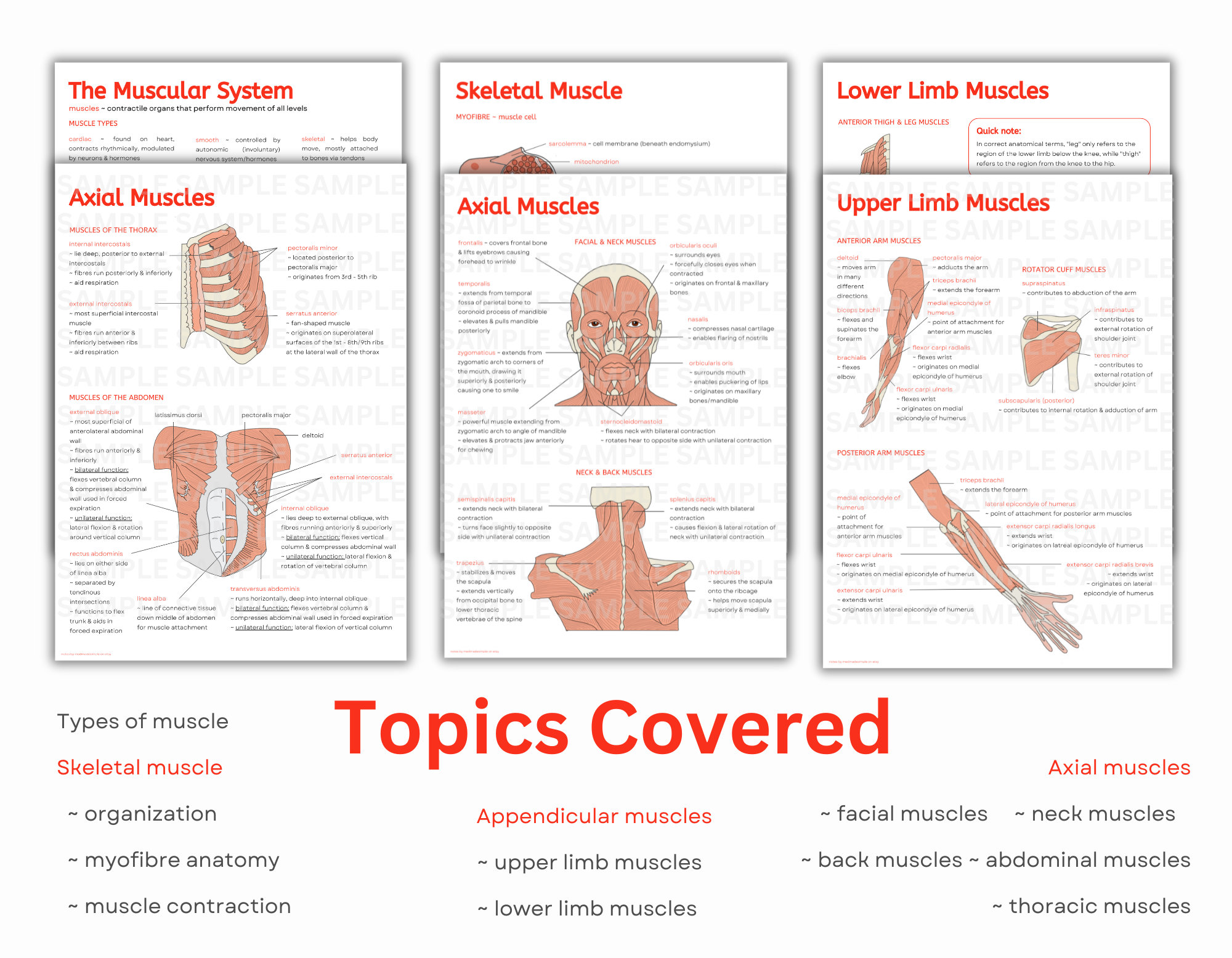 Muscular System Anatomy Notes: Muscle Diagrams Study Guide (PDF) - Etsy