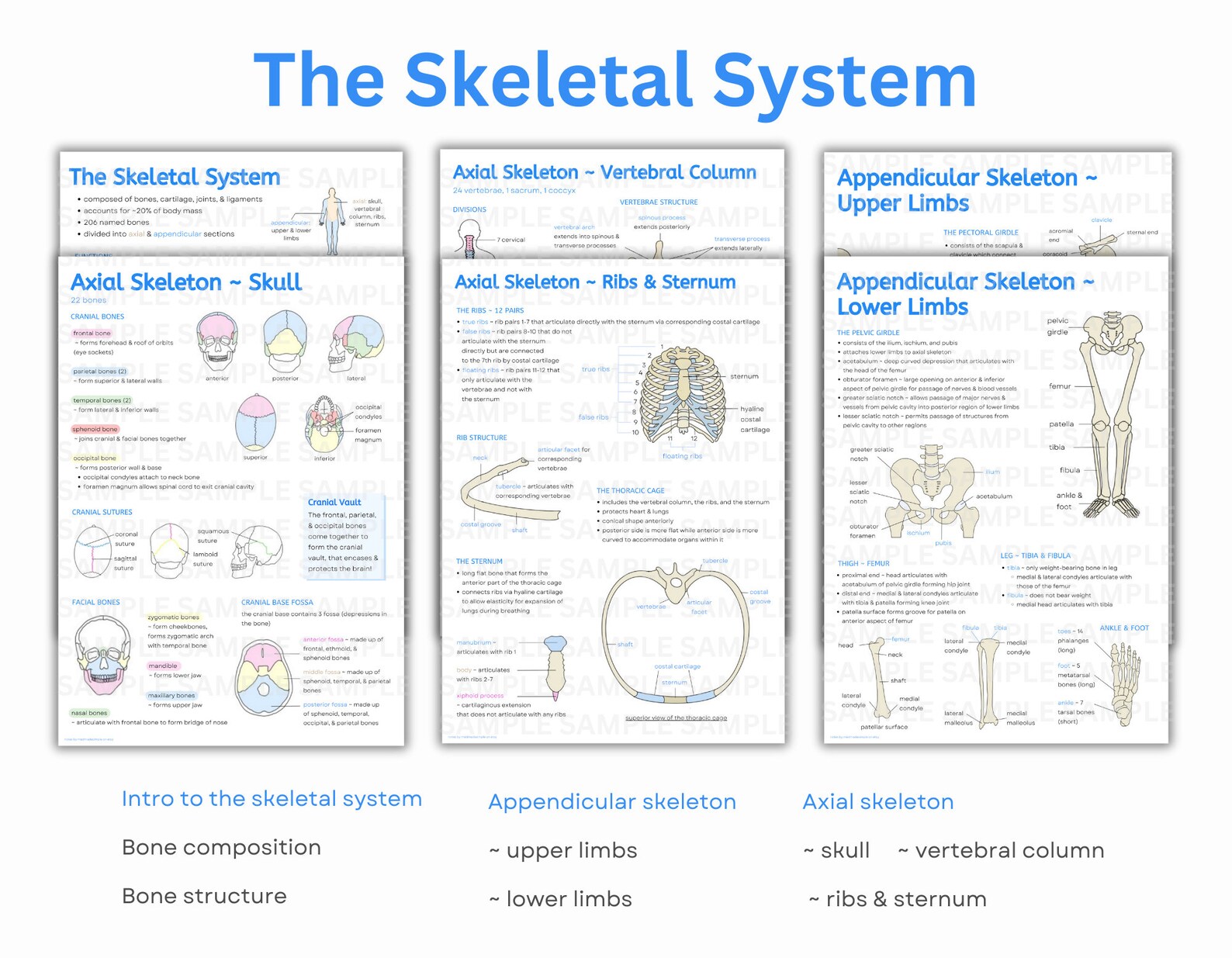 Intro to Anatomy Notes Bundle: Beginner's Guide (PDF Download) - Etsy
