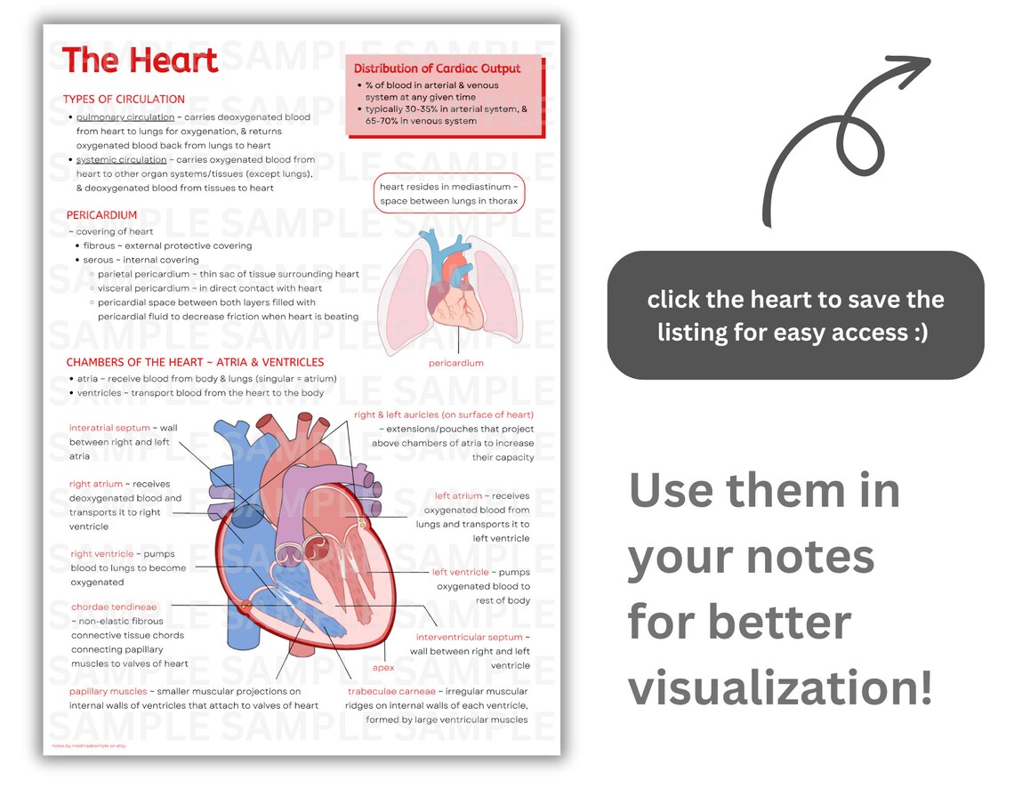 ANATOMY STICKER BUNDLE Anatomical Structures Digital Sticker Sheet for ...