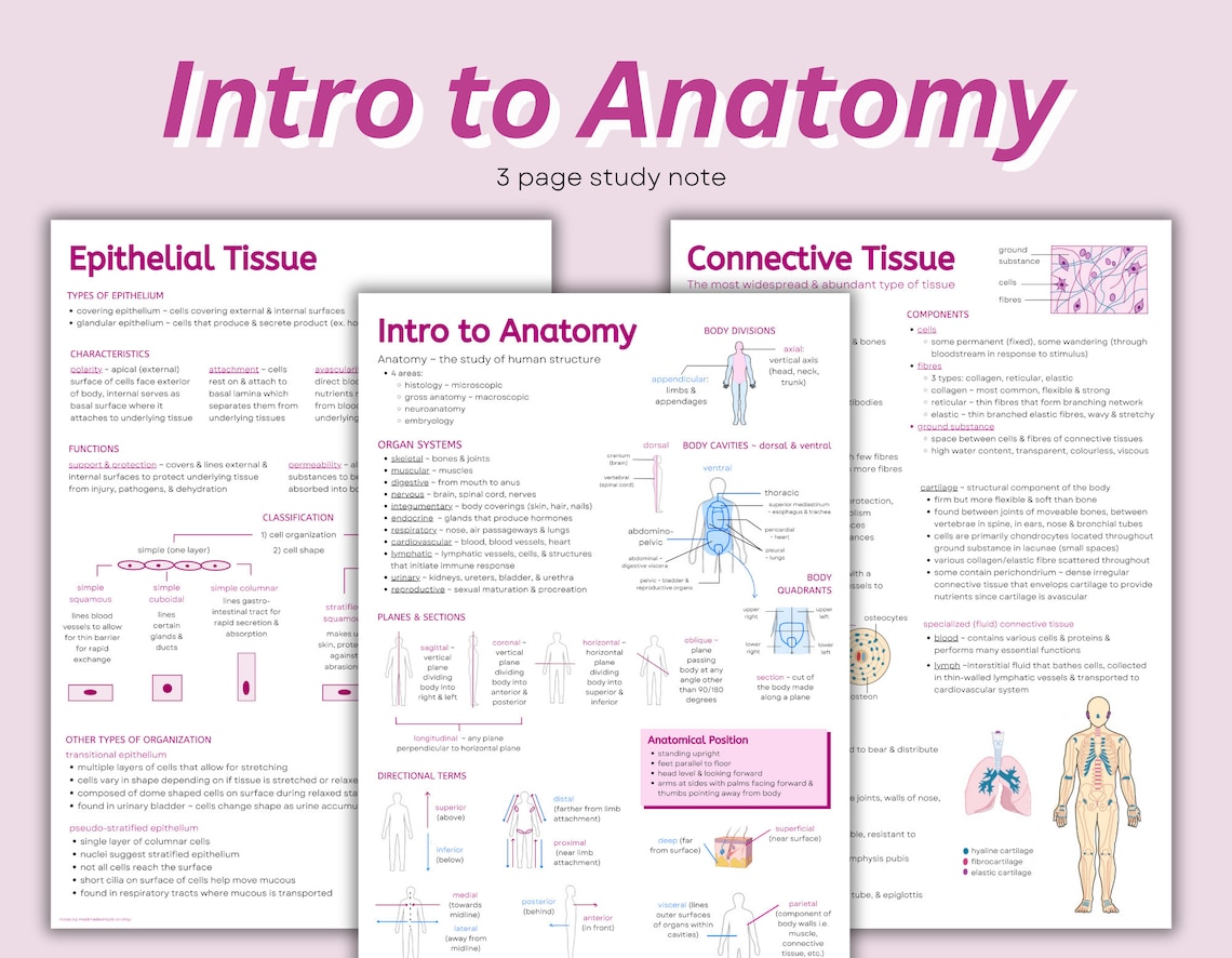 Intro to Anatomy Notes ~ Physiology Biology Science Study Guide Outline ...