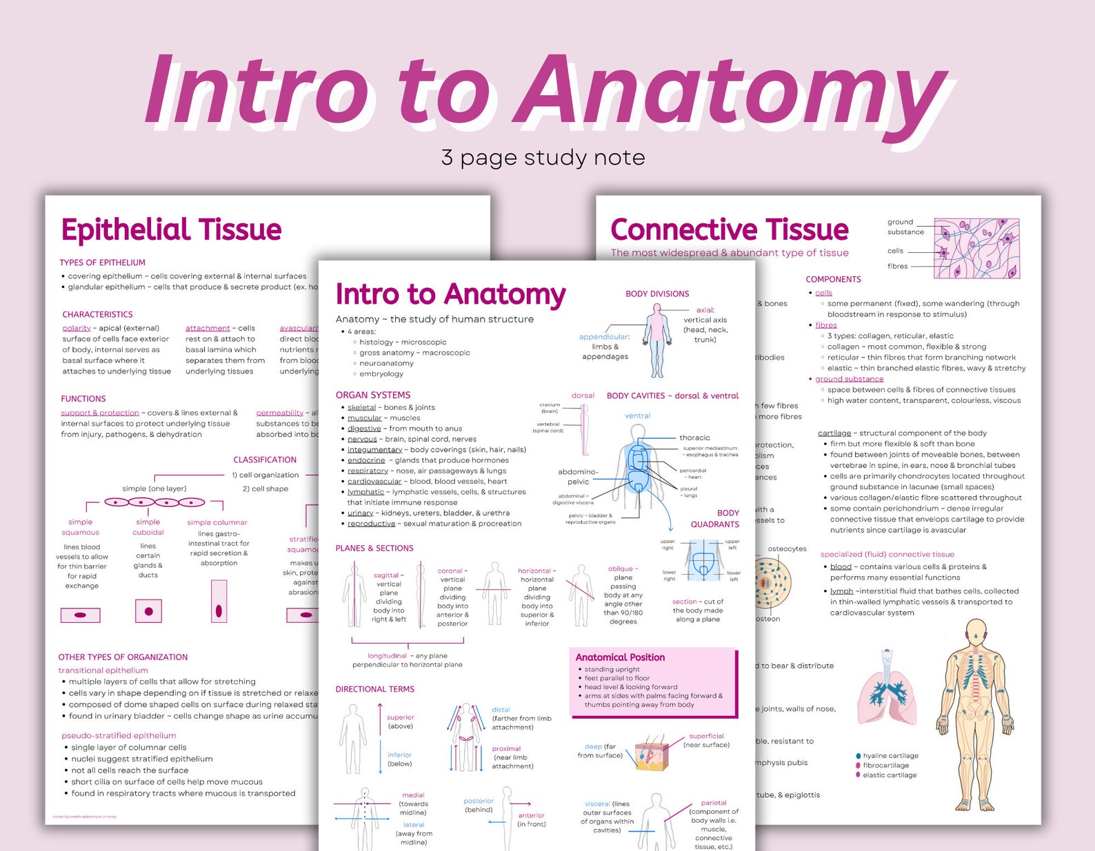 Intro to Anatomy Notes ~ Physiology Biology Science Study Guide Outline ...