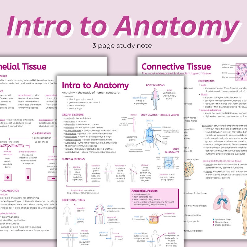 Anatomy - Etsy