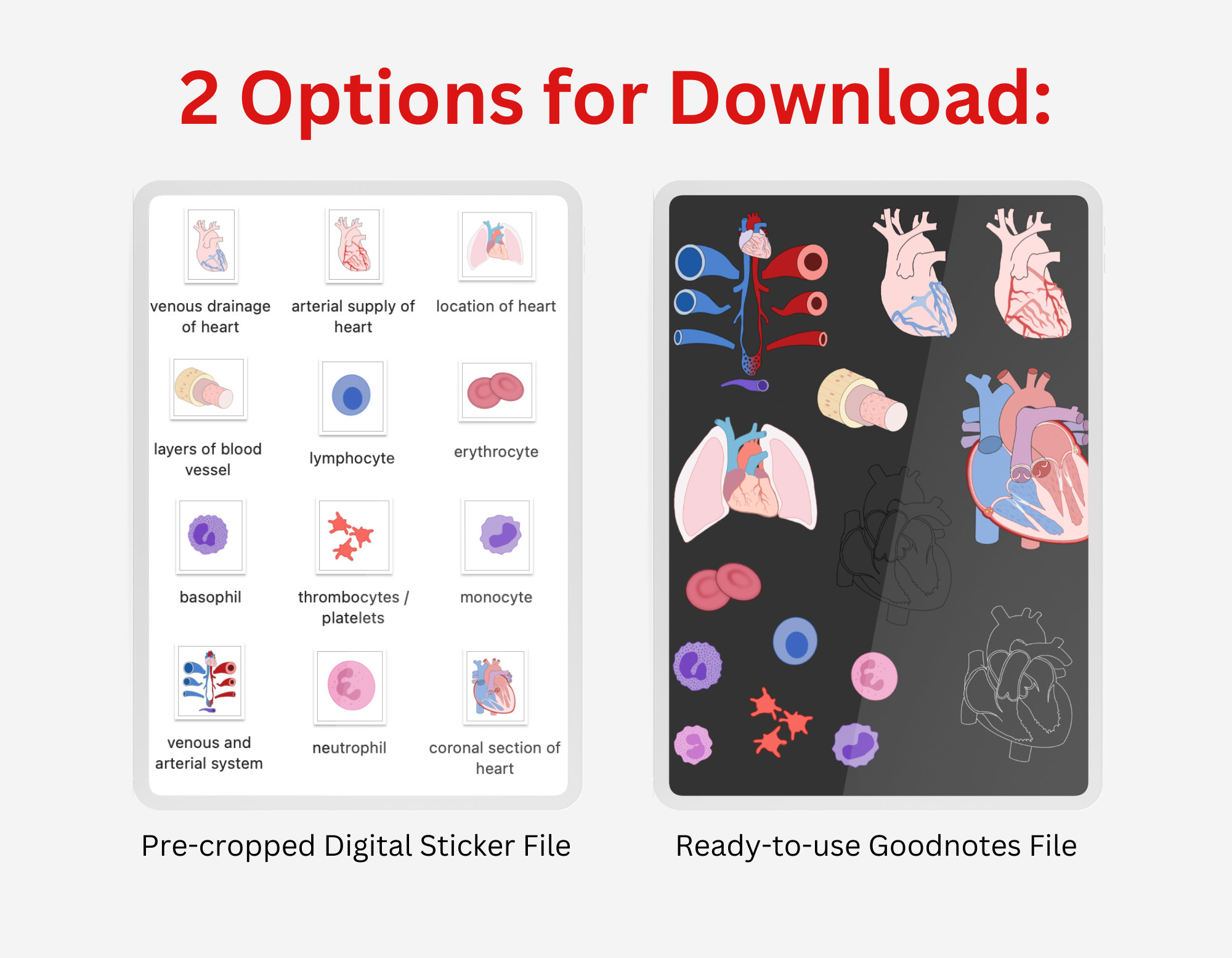 Cardiovascular System Digital Sticker Pack ~ Pre-crop Goodnotes ...