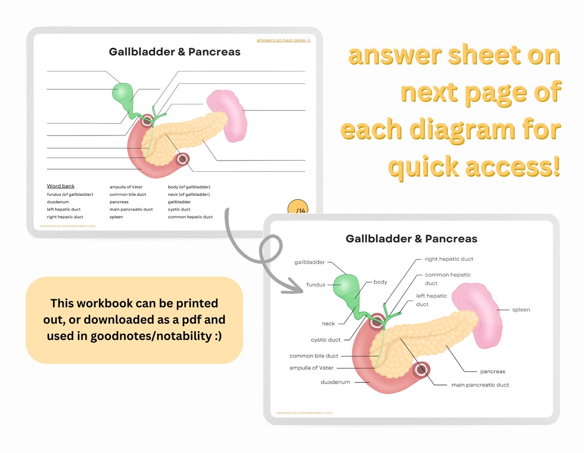 Digestive System Workbook ~ Digital Practice Sheet Printable Download ...