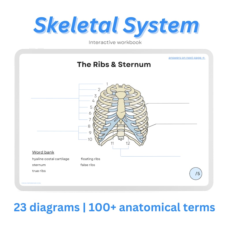 Skeletal System Workbook: Anatomy Practice Sheets (digital Download) - Etsy