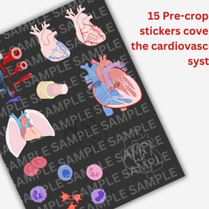 Cardiovascular System Digital Sticker Pack ~ Pre-crop Goodnotes ...