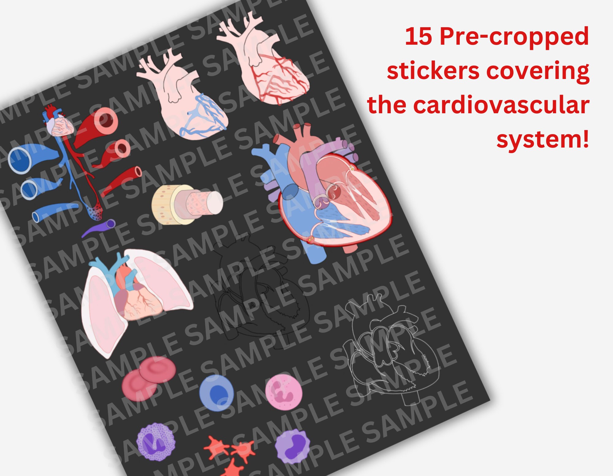 Cardiovascular System Digital Sticker Pack ~ Pre-crop Goodnotes ...