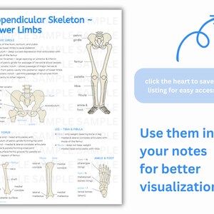 Skeletal System Digital Sticker Pack ~ Pre-crop Goodnotes Stickers ...