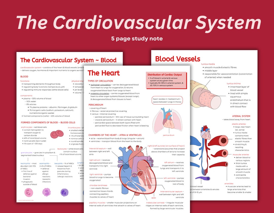 Cardiovascular System Notes Intro to Cardiology Anatomy Diagrams ...