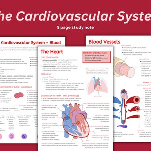 Cardiovascular System Notes Intro to Cardiology Anatomy Diagrams ...