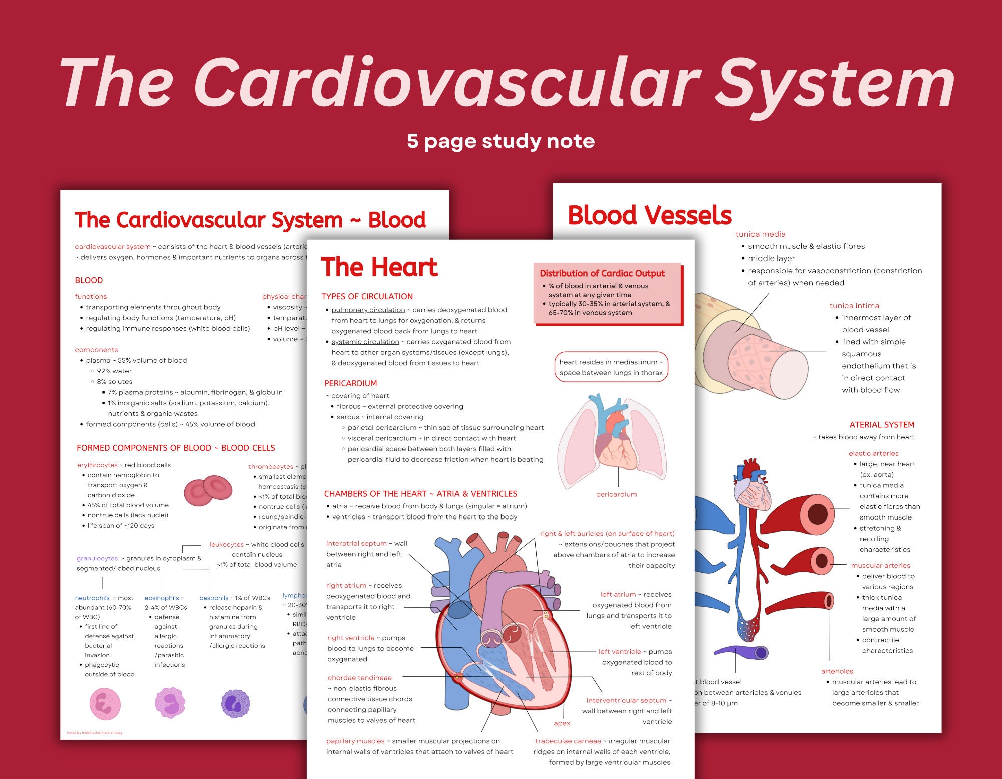 Cardiovascular System Notes Intro to Cardiology Anatomy Diagrams ...