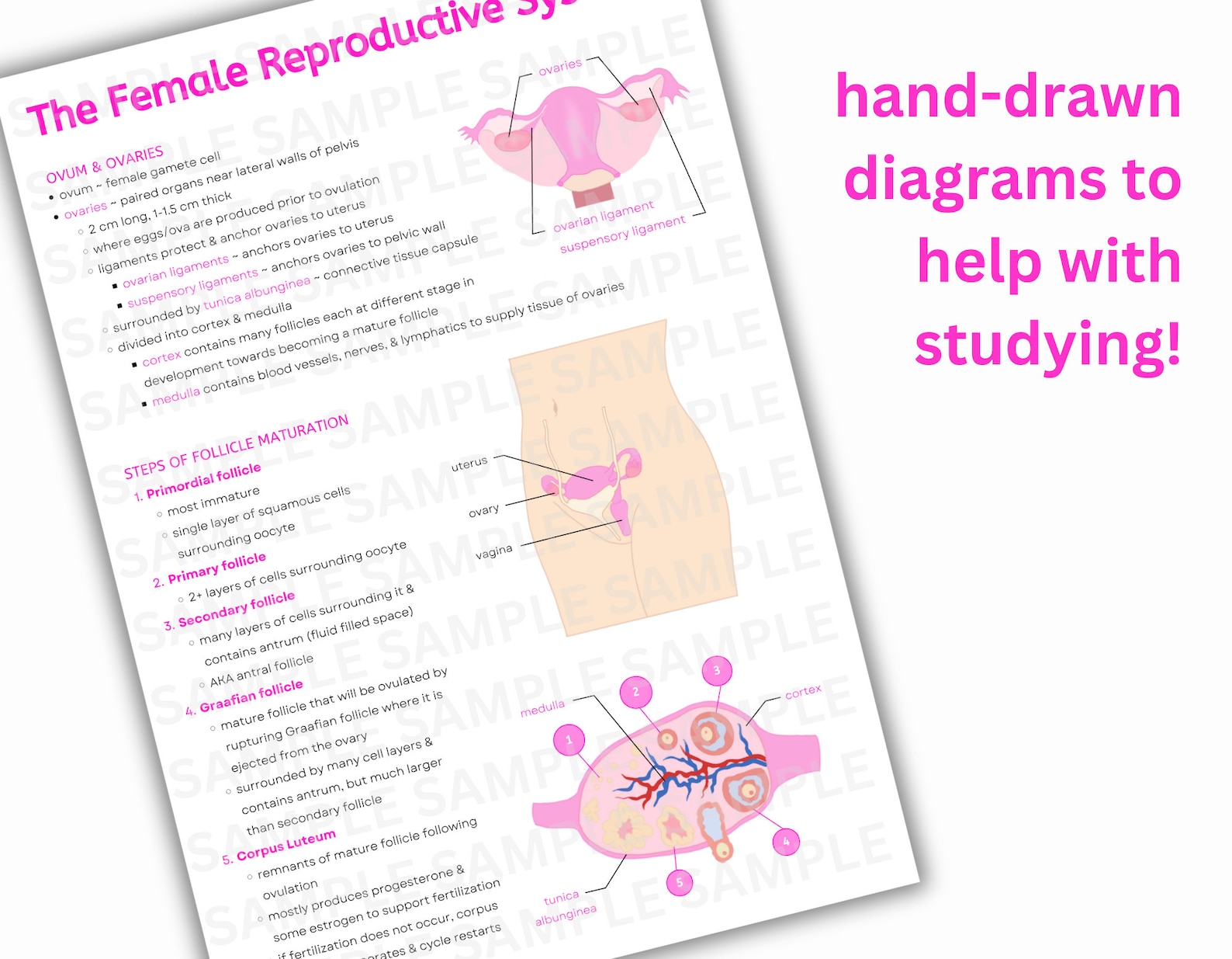 Reproductive System Notes: Anatomy Diagrams Cheat Sheet (PDF Download ...