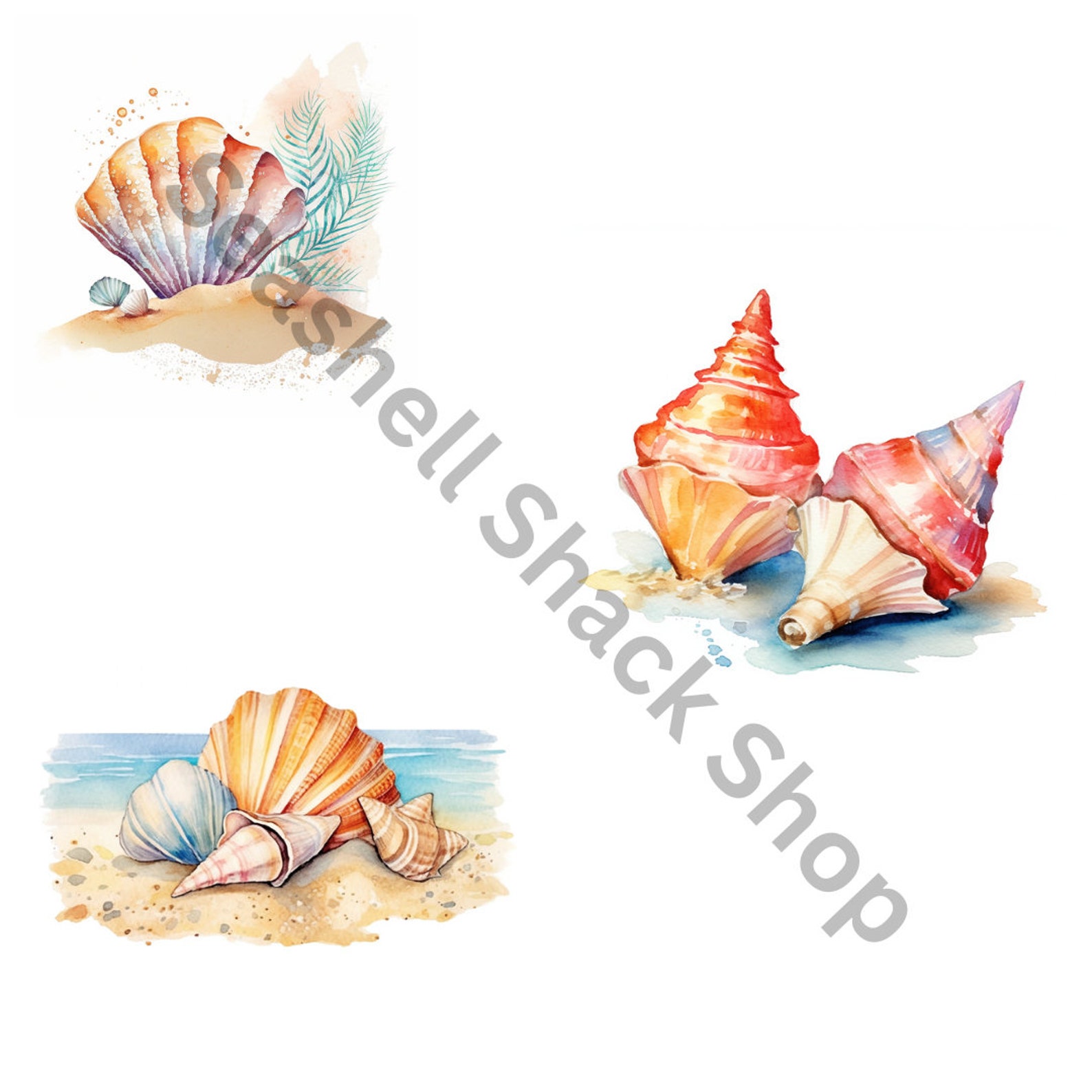 Seashell Clipart, PNG, Commercial Use, Digital Download - Etsy