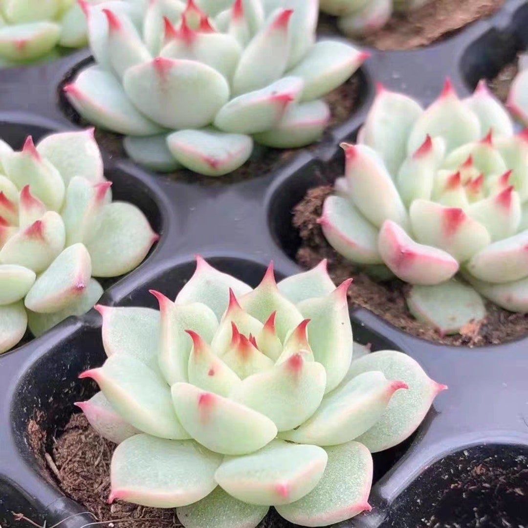 Echeveria Blue Eye, 10 Succulent Seeds, Korea Succulent Seeds, With Tag ...
