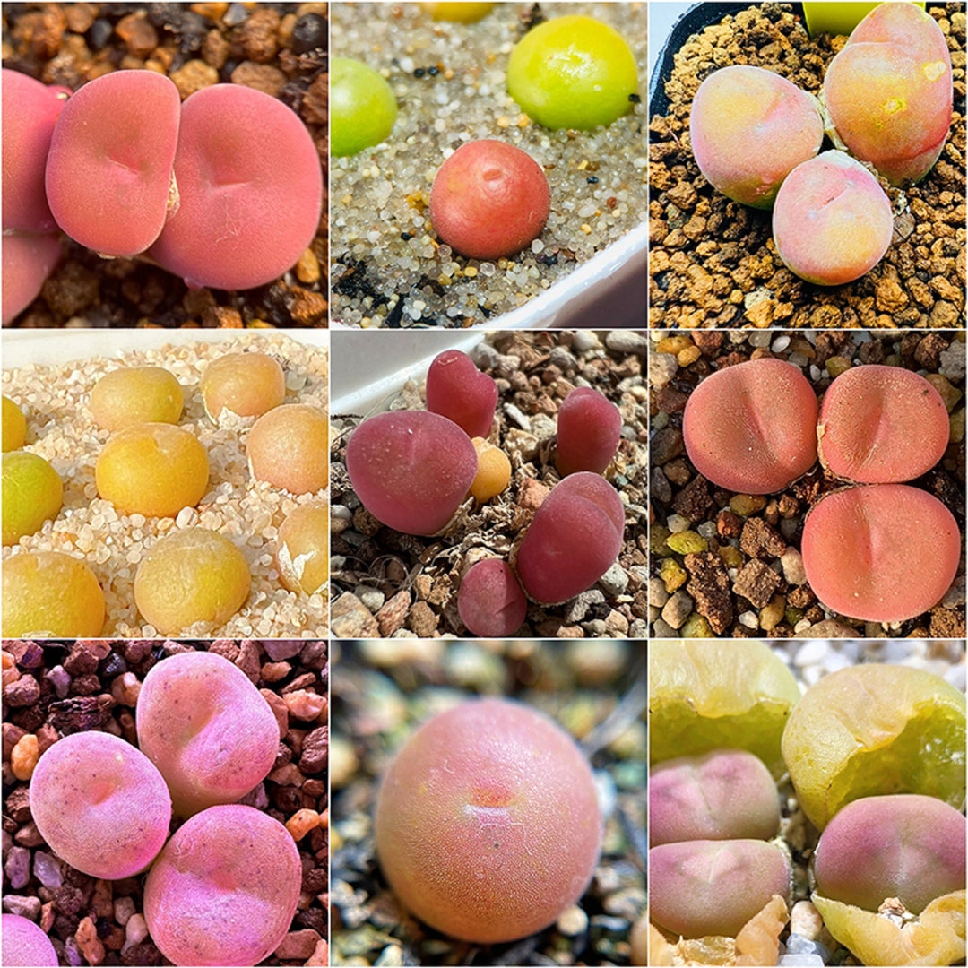 Conophytum Concavum Seeds, Hybrid Succulent Seeds, Rare Succulent Seeds ...